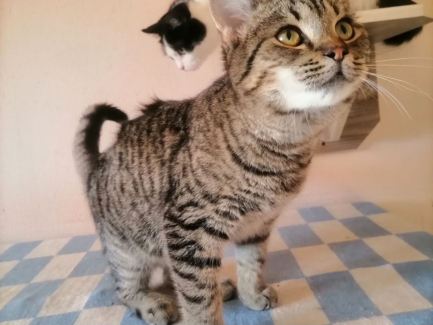 Котенок в добрые руки