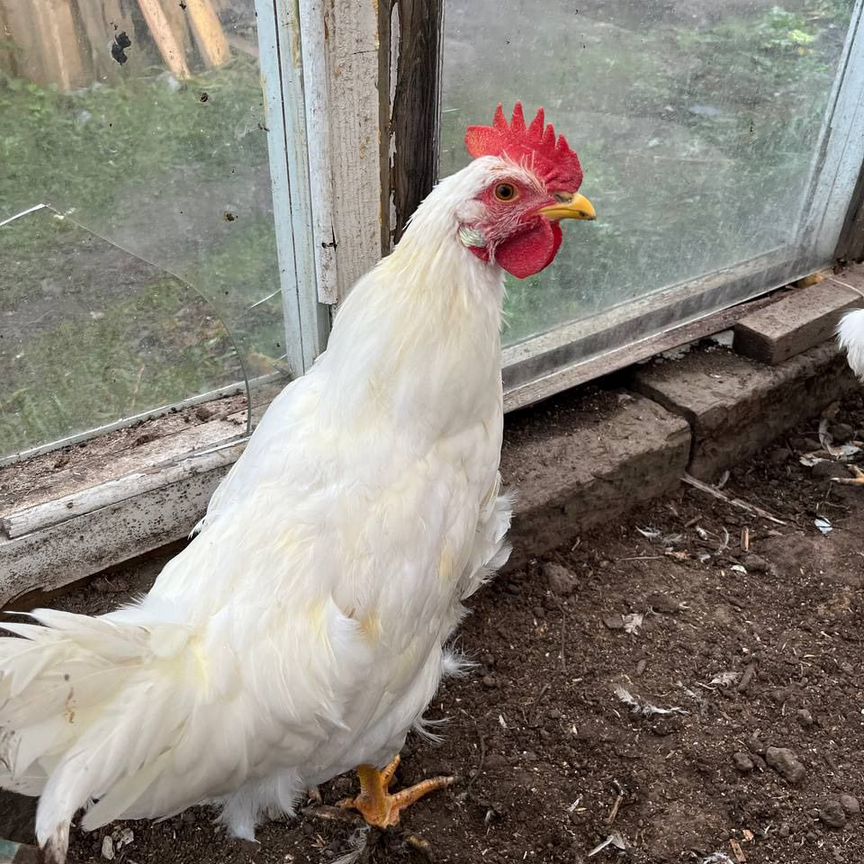 Молодые петухи