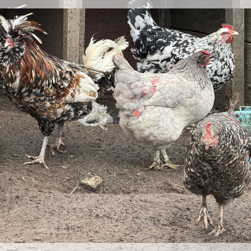 Куры несушки домашние молодые