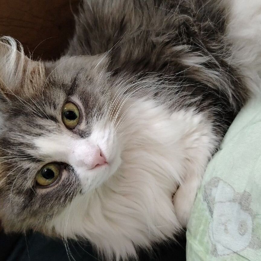 Кошка 1 годик