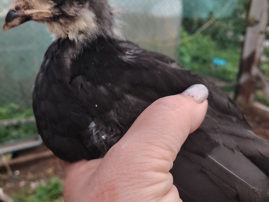 Цыплята Ухейлюй