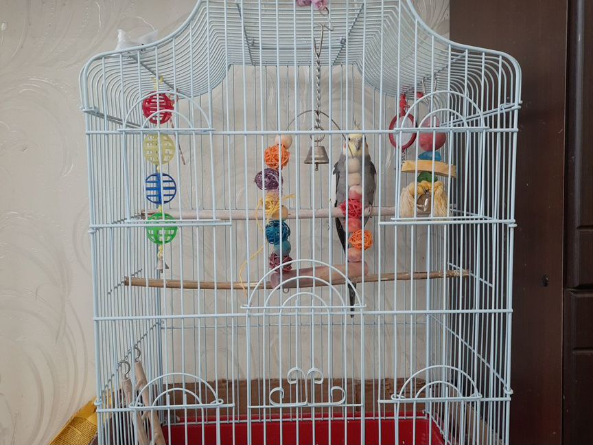 Продажа попугая