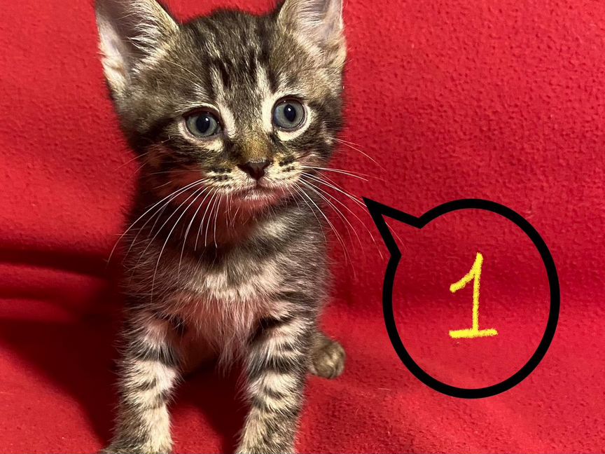 Малышам нужен дом