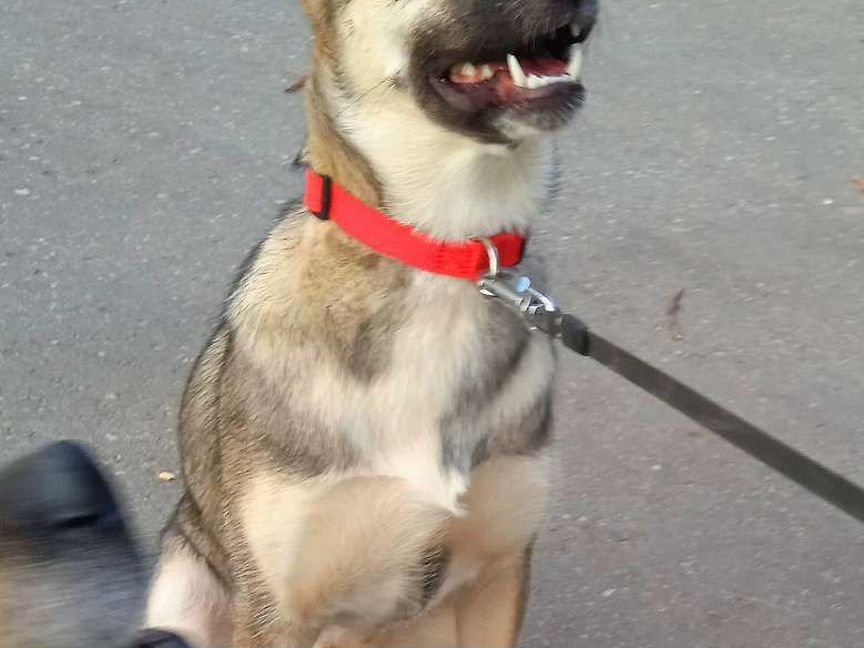 Молодая собака ищет дом