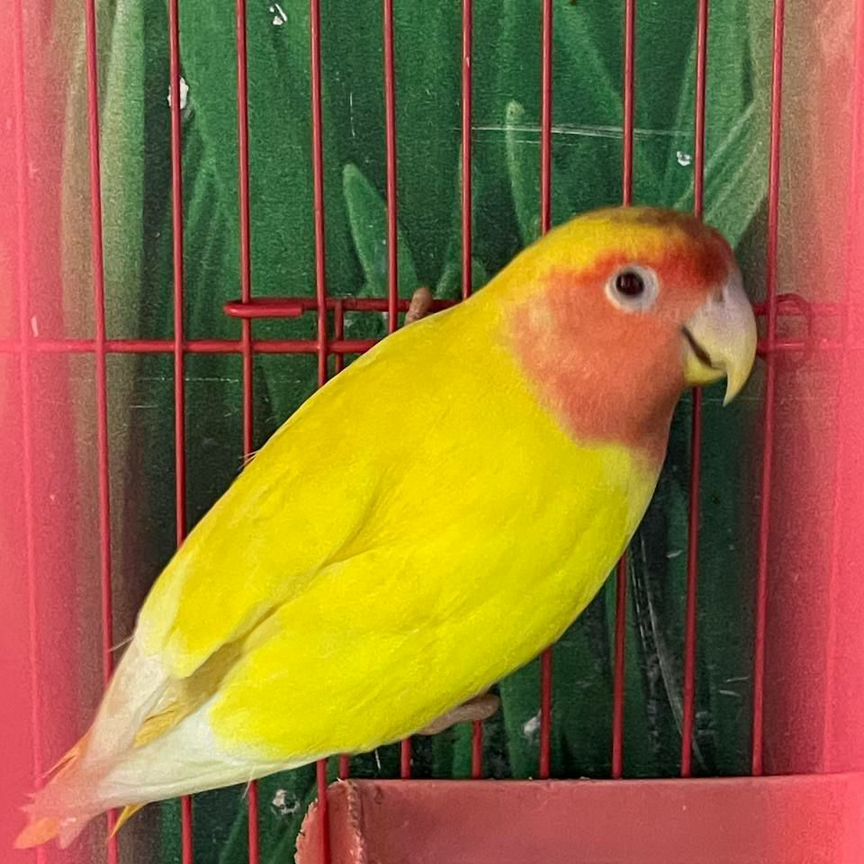 Попугай неразлучники девочка