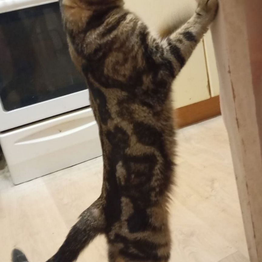 Кот в добрые руки