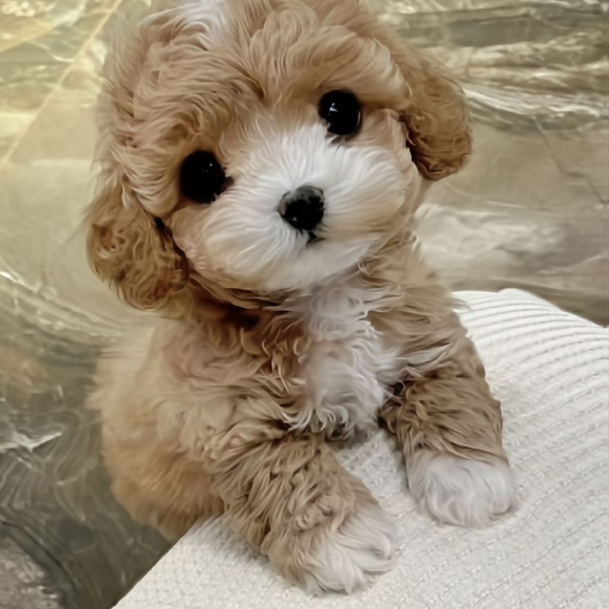 Мальтипу, щенок