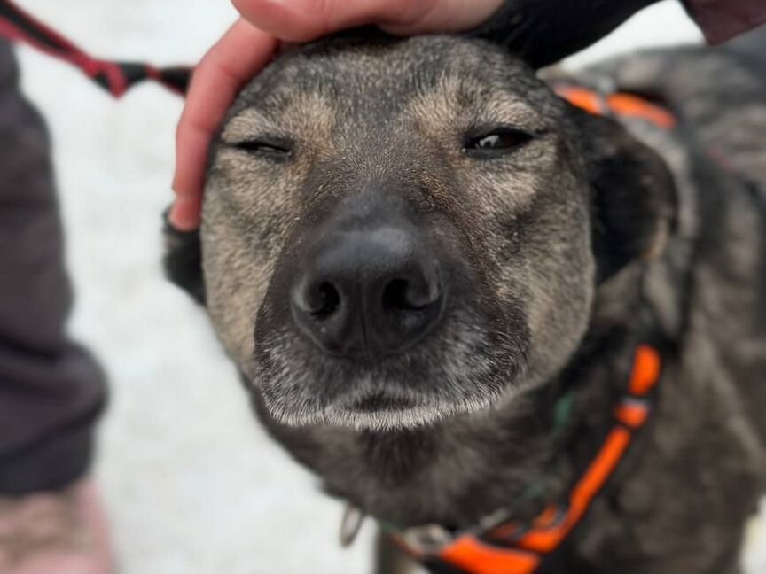 Скромная собака из приюта Гренка