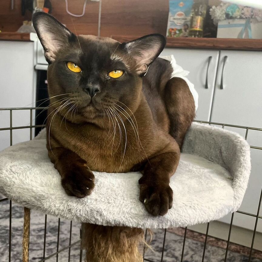 Бурманские котята