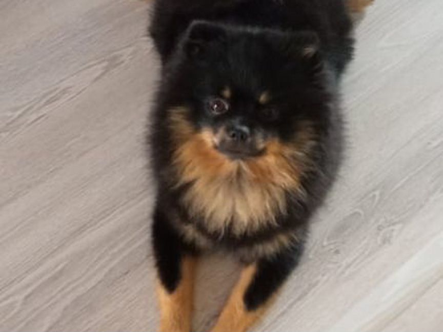 Шпиц для вязки