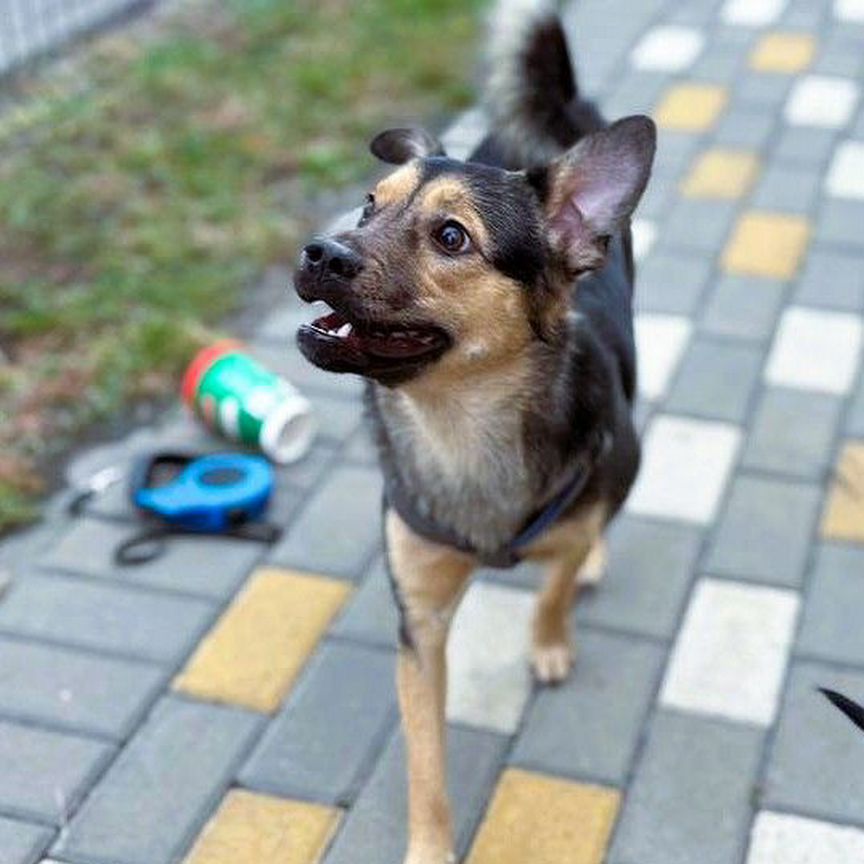 Щенок от частного владельца