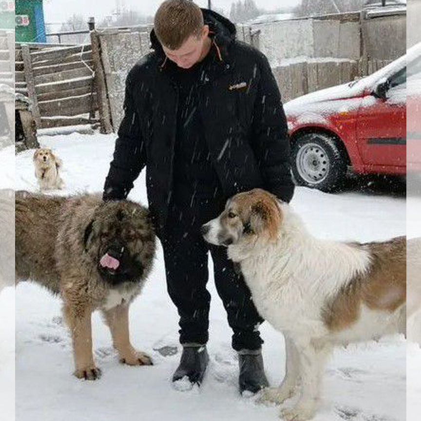 Продам щенков кавказские овчарки