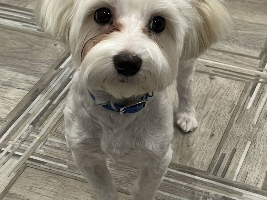 Собака мальтийская больнка