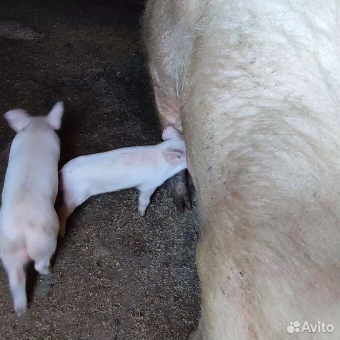 Поросята ландрас