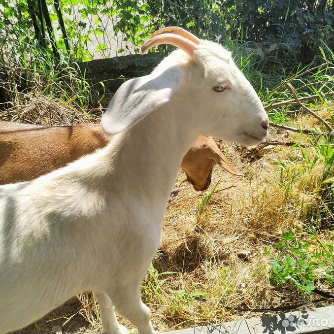 Коза Чехо Шамо-Нуб