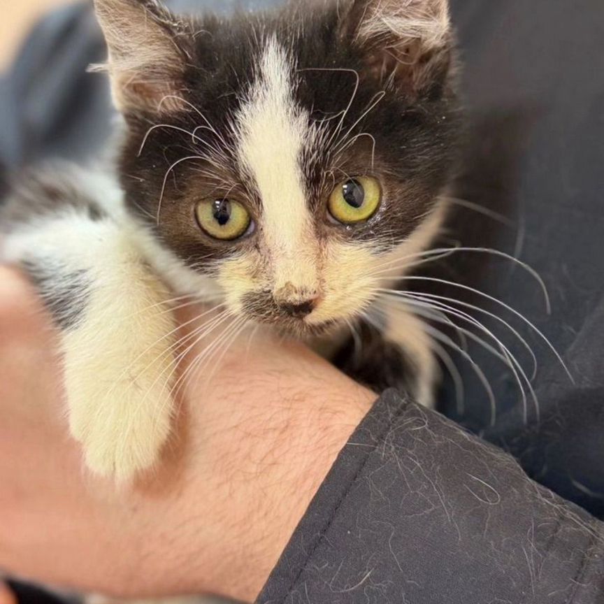 Пятнистый котенок Мелисса