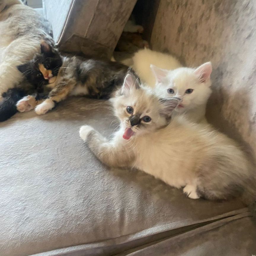 Отдам котят