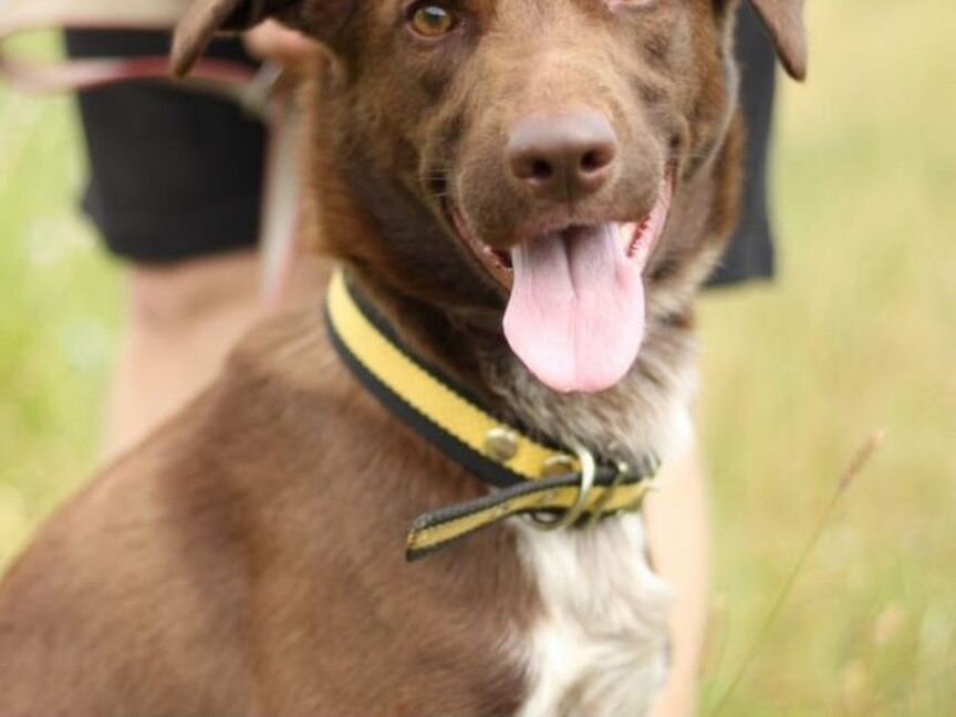 Собака в добрые руки