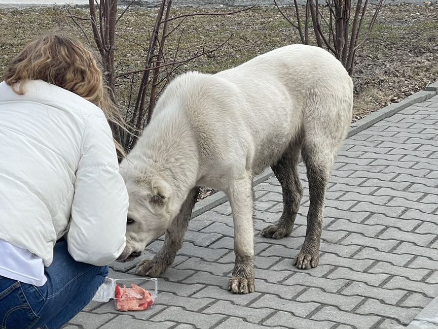 Алабай девочка отдам