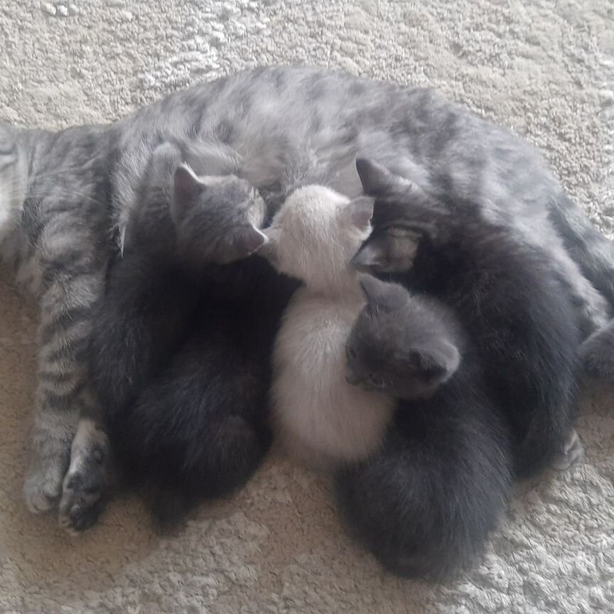 Котята в добрые руки