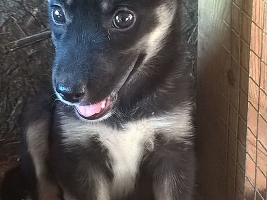 Отдам в добрые руки