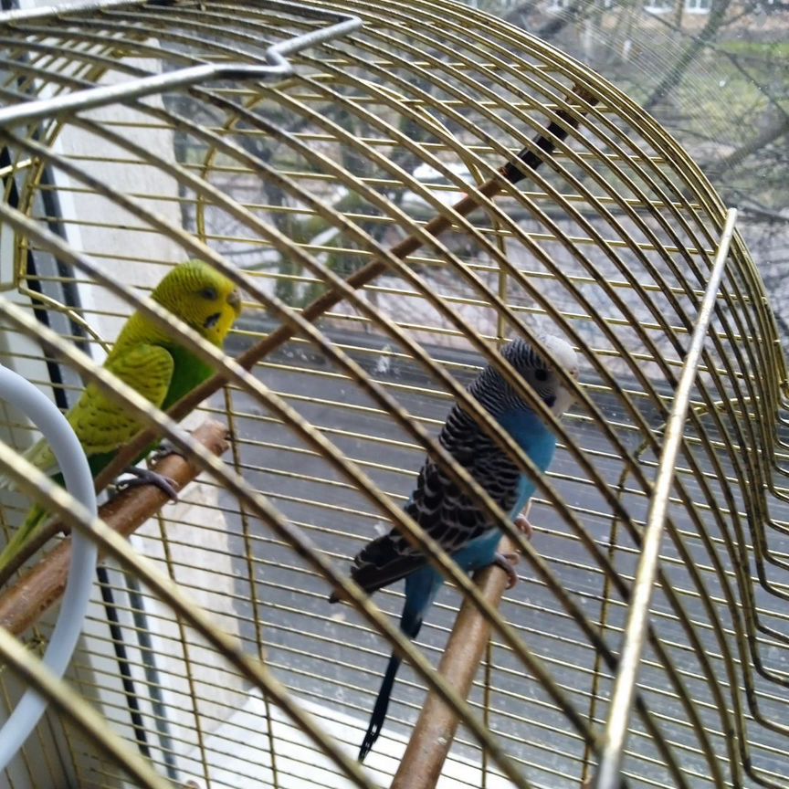 Две девочки волнистых