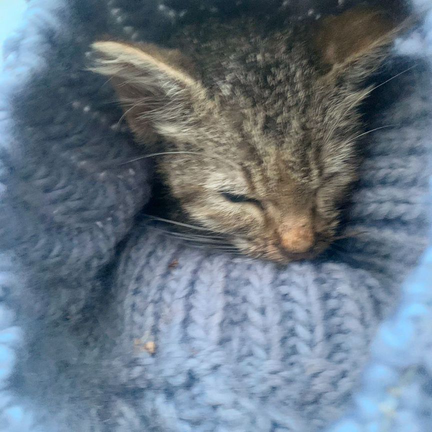 Котенок девочка замерзала на улице