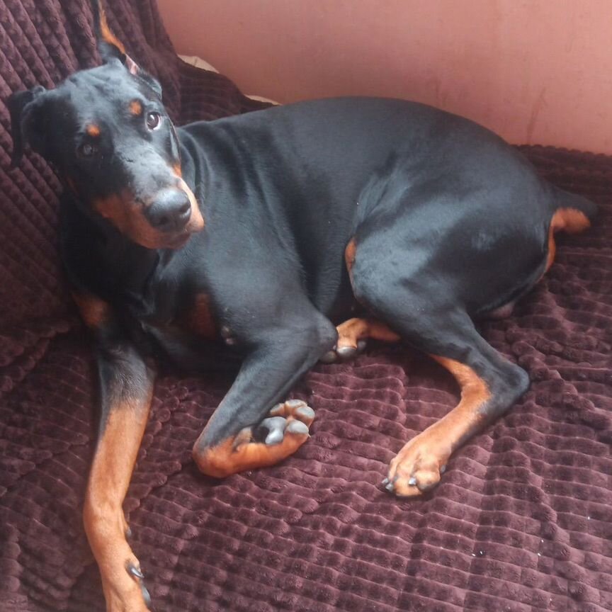 Доберман в добрые руки