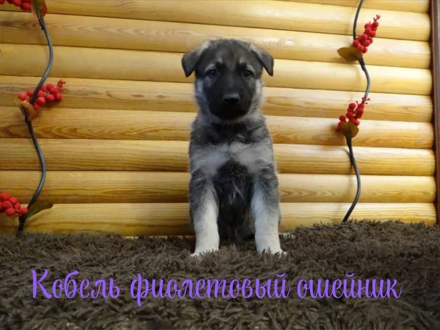 Щенки восточноевропейской овчарки от рабочих родит