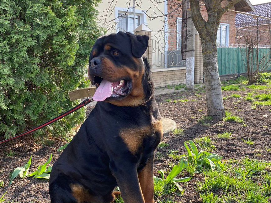 Приглашение на случку