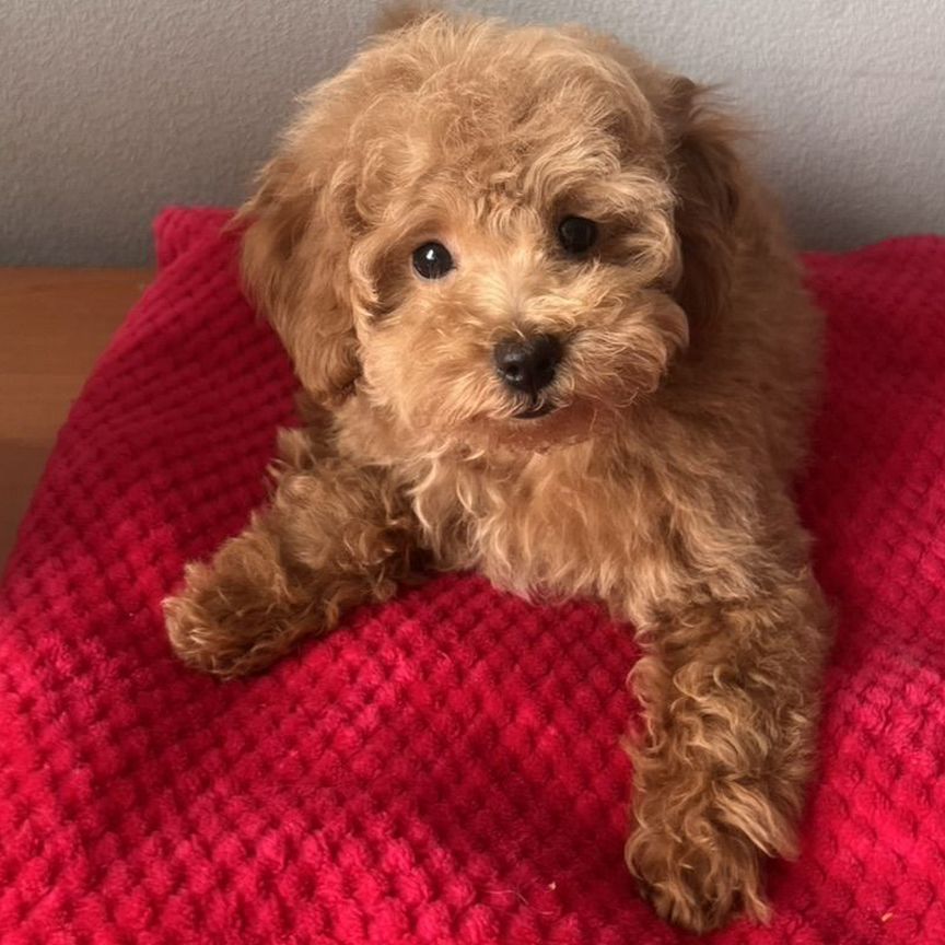 Той-пудель, щенок