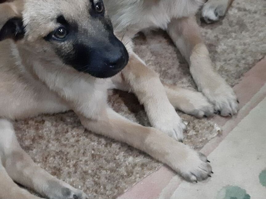 Отдам в добрые руки двух щенков