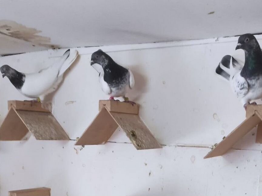 Продам будапештских голубей