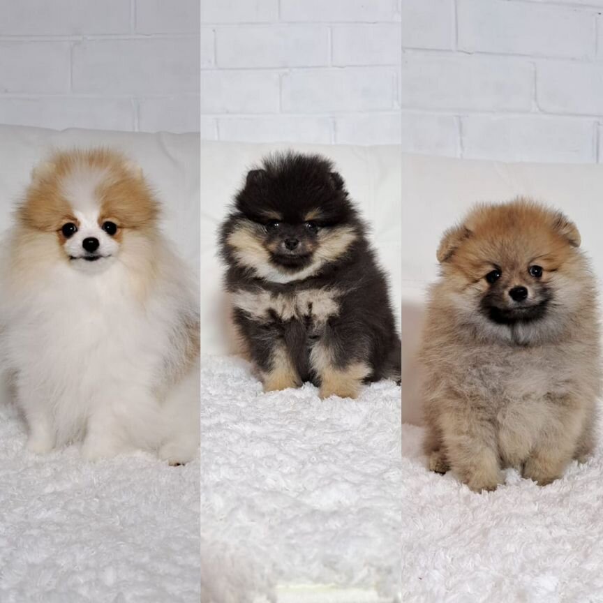 Померанский шпиц