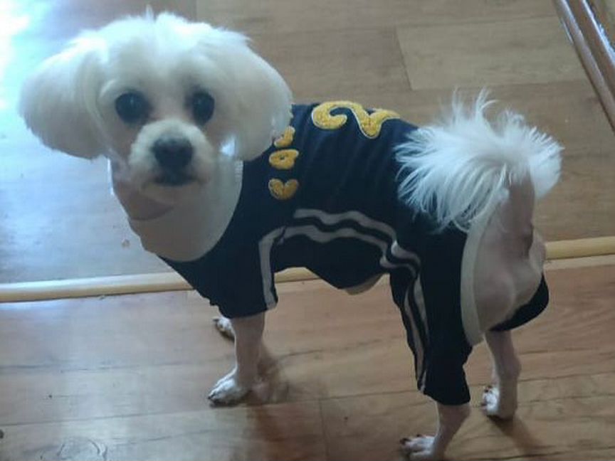 Собака маленькая порода мальтийская болонка