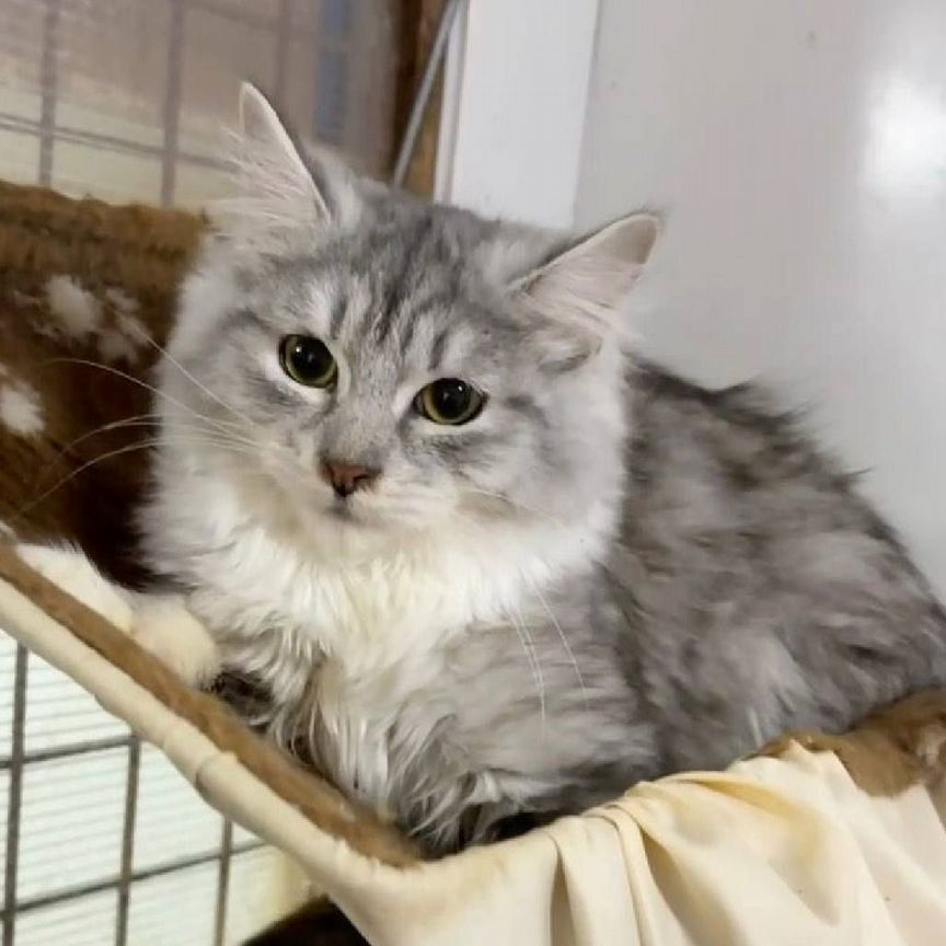 Кошка ищет дом
