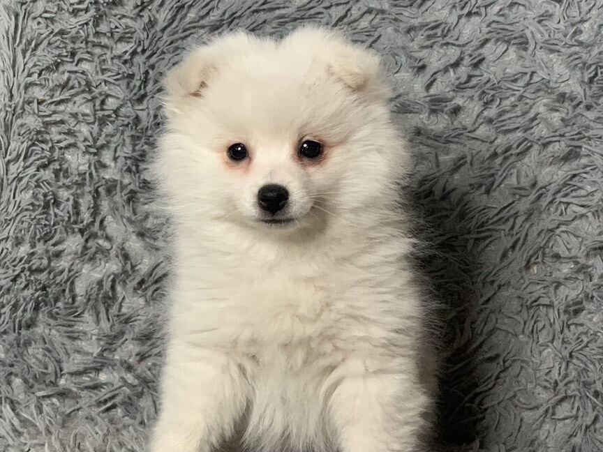 Щенки шпица