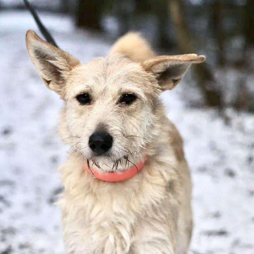 Собака девочка