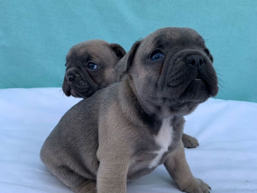 Французский бульдог