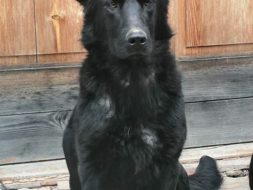 В хорошие руки