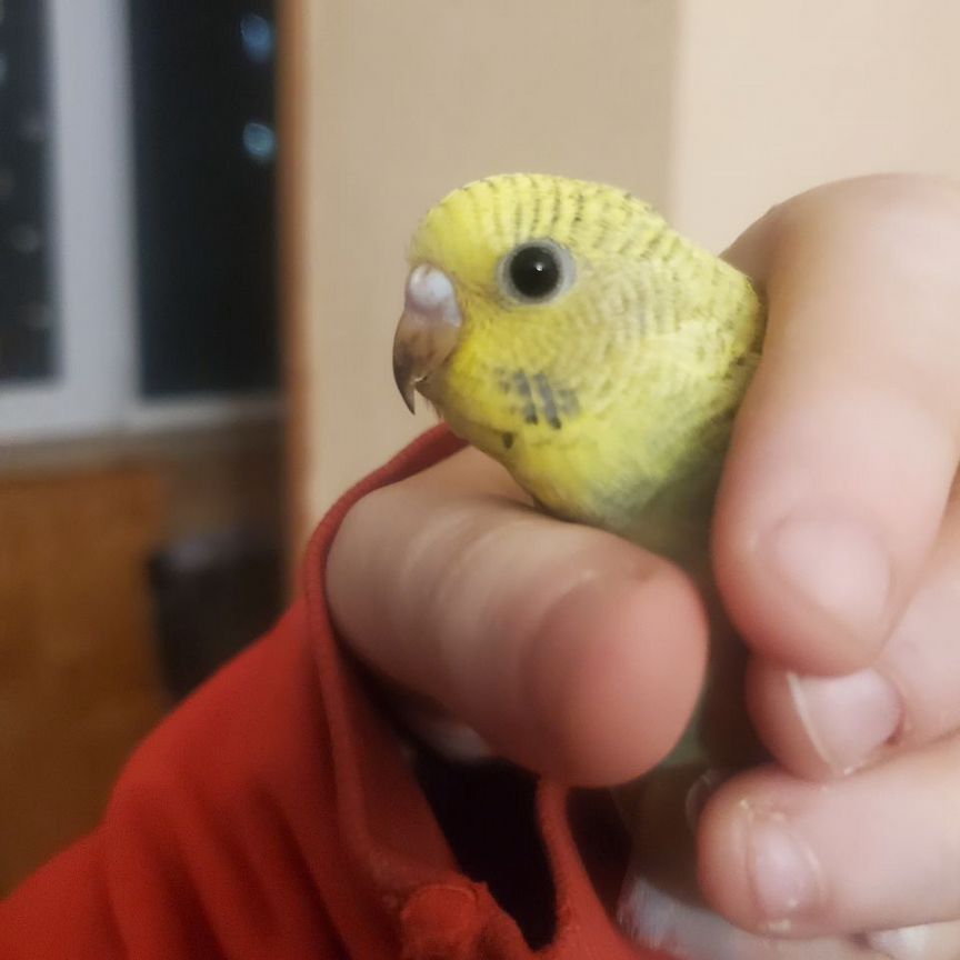 Волнистый попугай