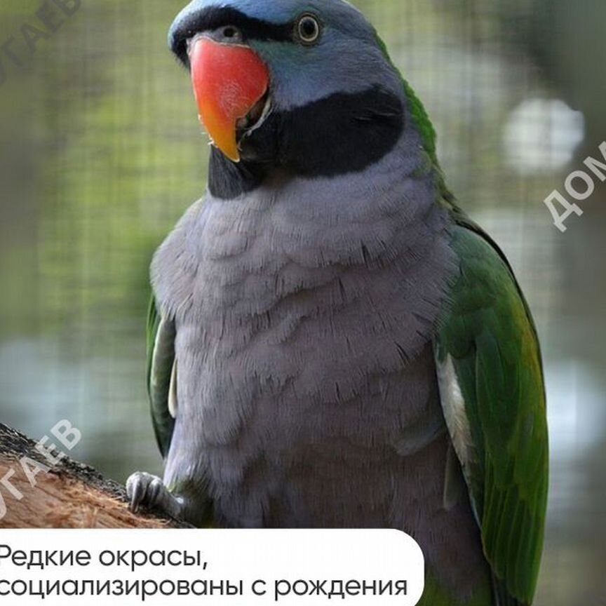 Попугай Китайский кольчатый