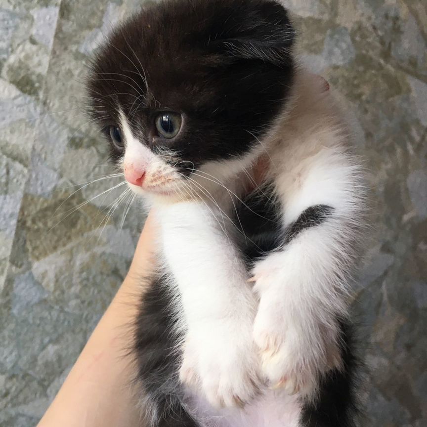 Отдам вислоухих котят бесплатно в добрые руки