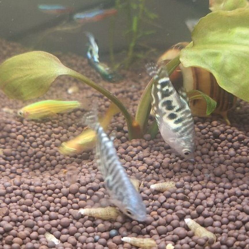 Гурами мраморная