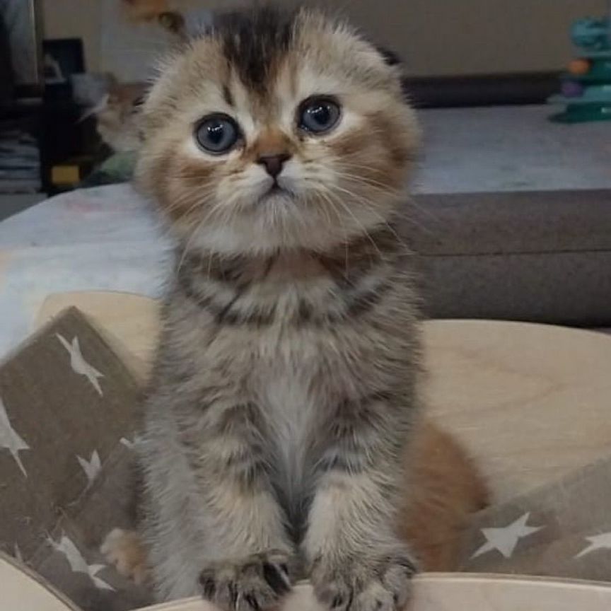 Шотландская кошечка