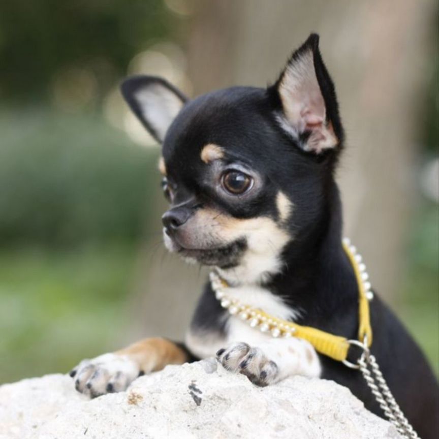 Чихуахуа мега крутой мальчик 6 мес. РКФ