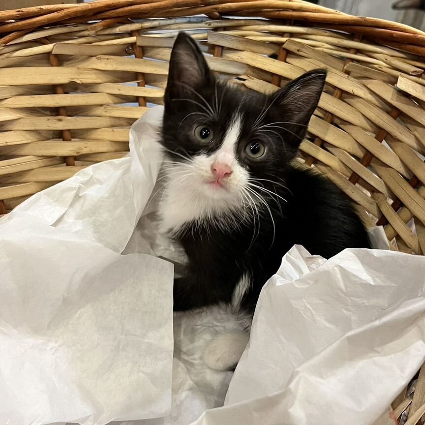 Котёнок