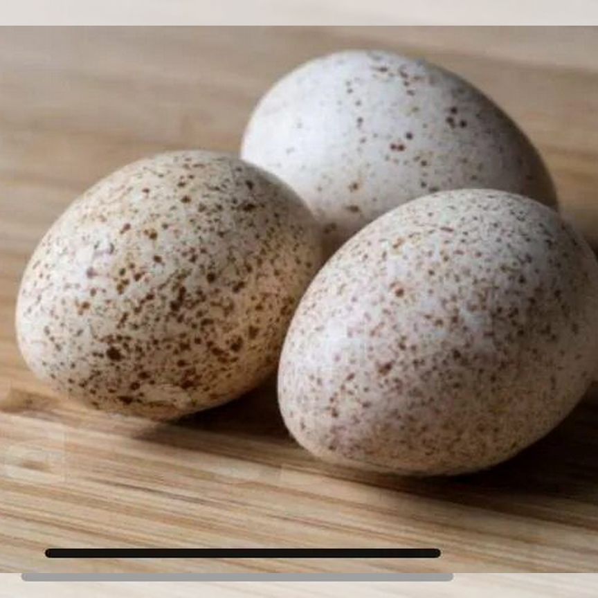 Инкубационное яйцо индейки