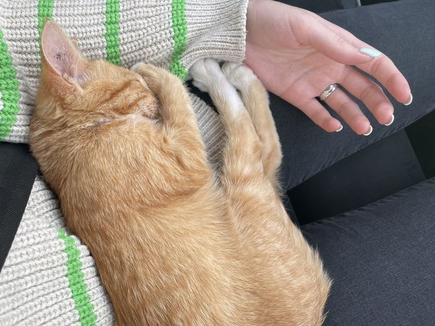 Отдам солнечного котенка в добрые руки