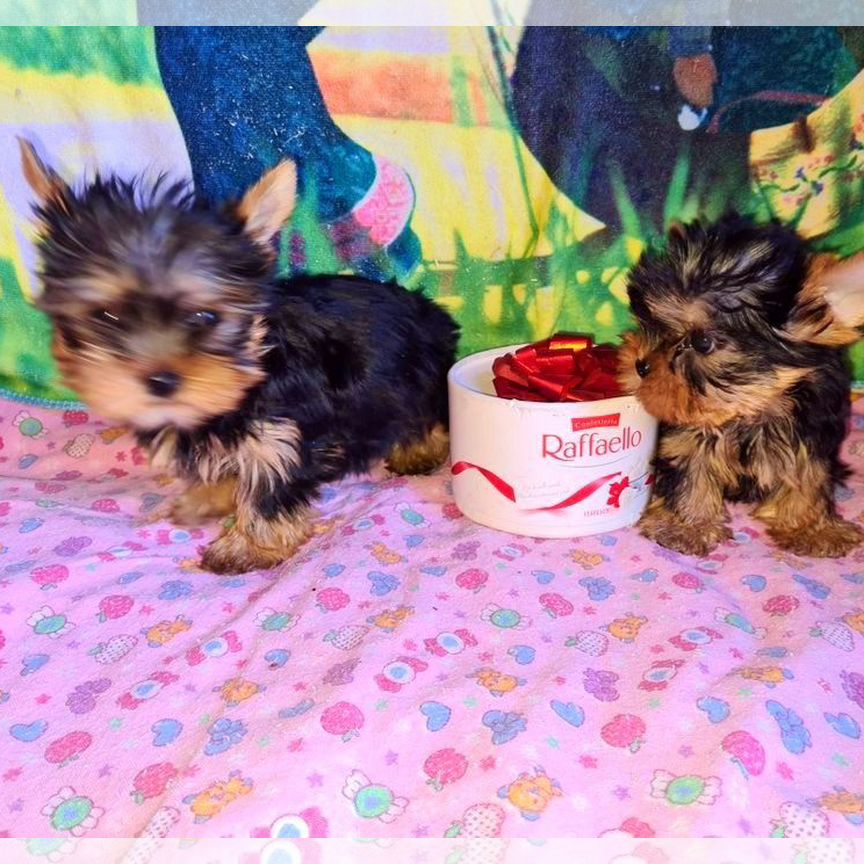 Йоркширский терьер